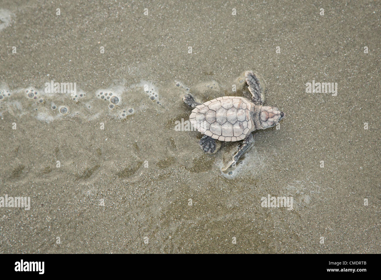 A baby hatchling loggerhead turtle rescued from a nest makes it way to ...