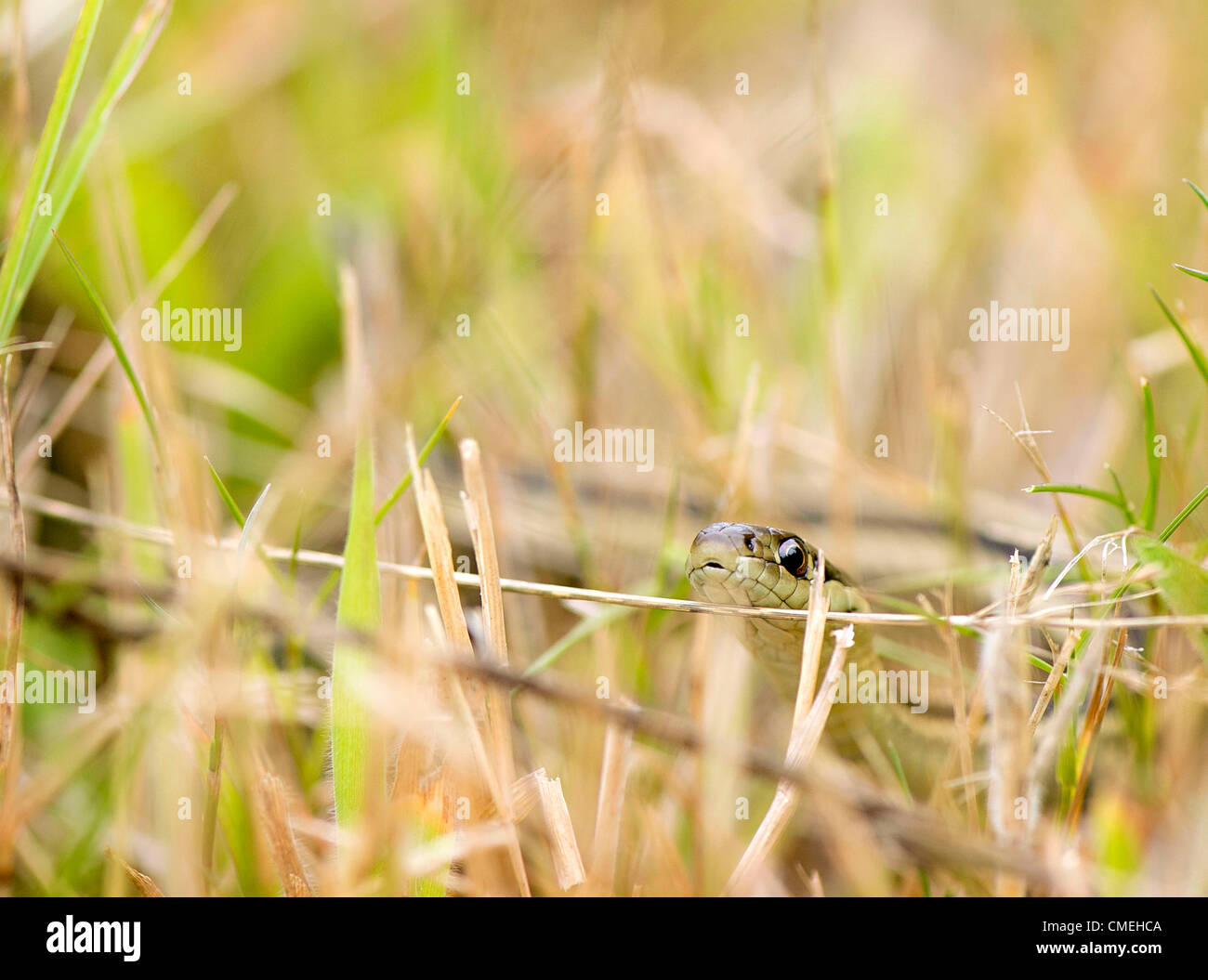 Oregon bull snake hi-res stock photography and images - Alamy