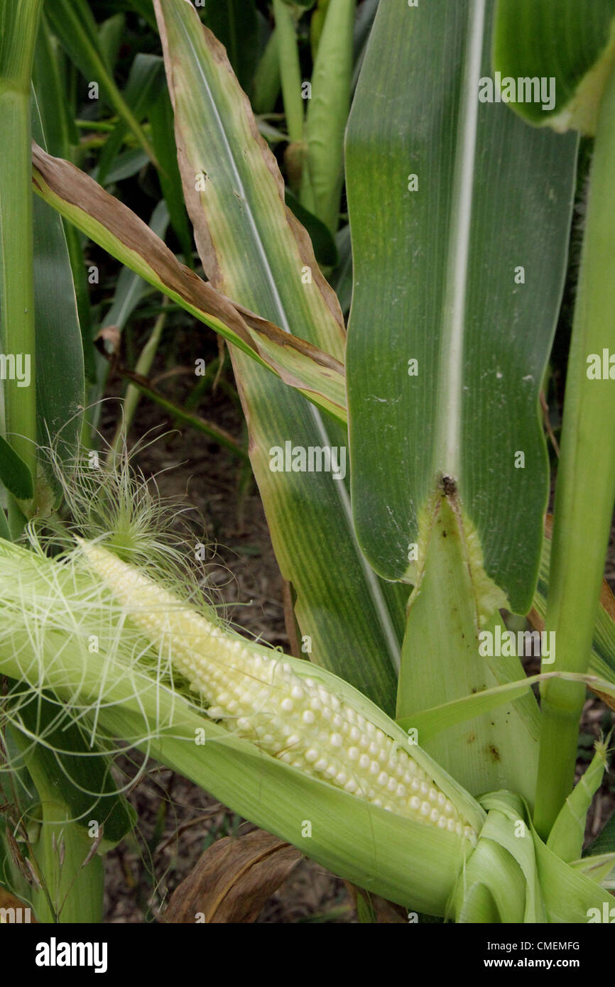 29 July 2012. Iowa corn crops continue to suffer from the worst drought ...