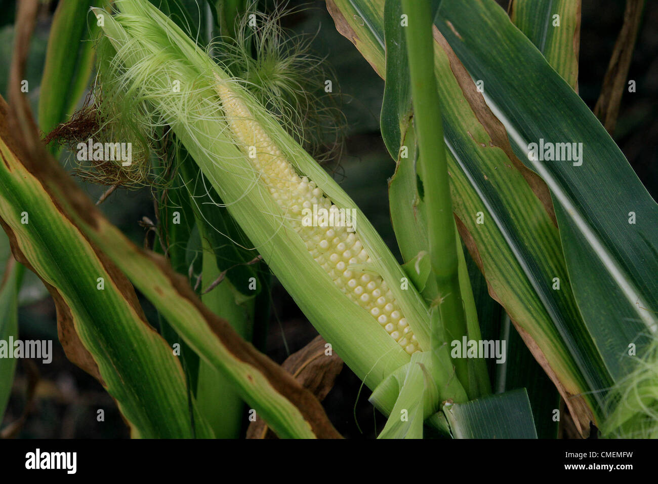 29 July 2012. Iowa corn crops continue to suffer from the worst drought ...