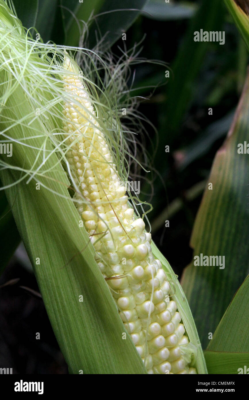 29 July 2012. Iowa corn crops continue to suffer from the worst drought ...