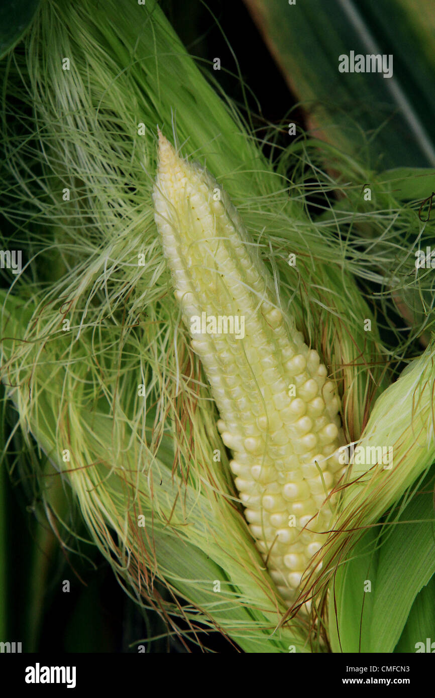 July 29, 2012 - Maquoketa, Iowa, U.S. - Iowa corn crops continue to ...