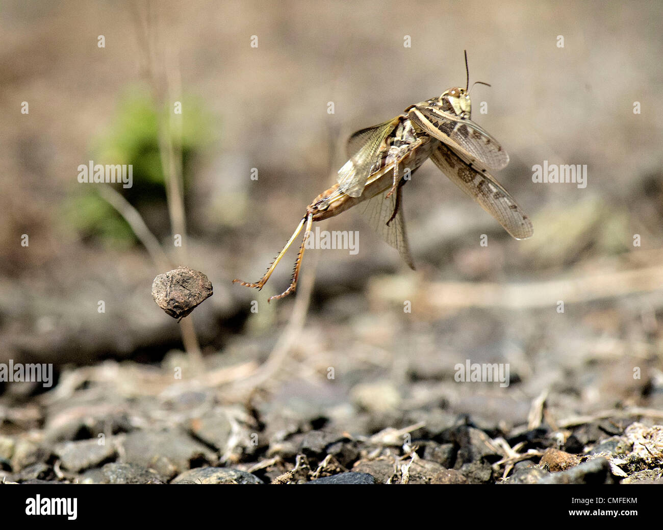 Images Of Grasshoppers Jumping