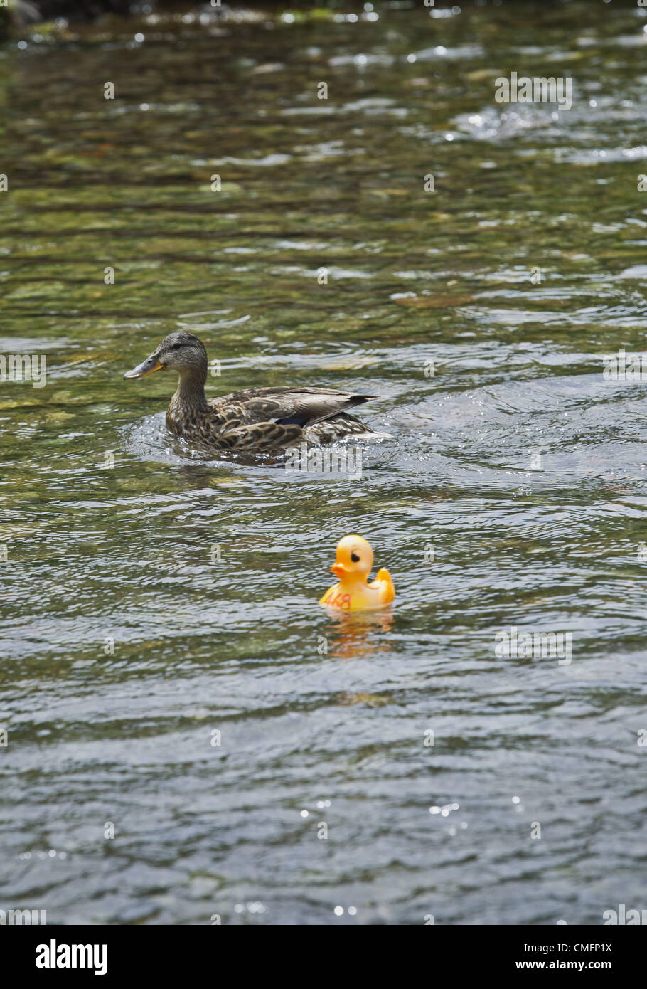 Yellow rubber duck races hi-res stock photography and images - Alamy