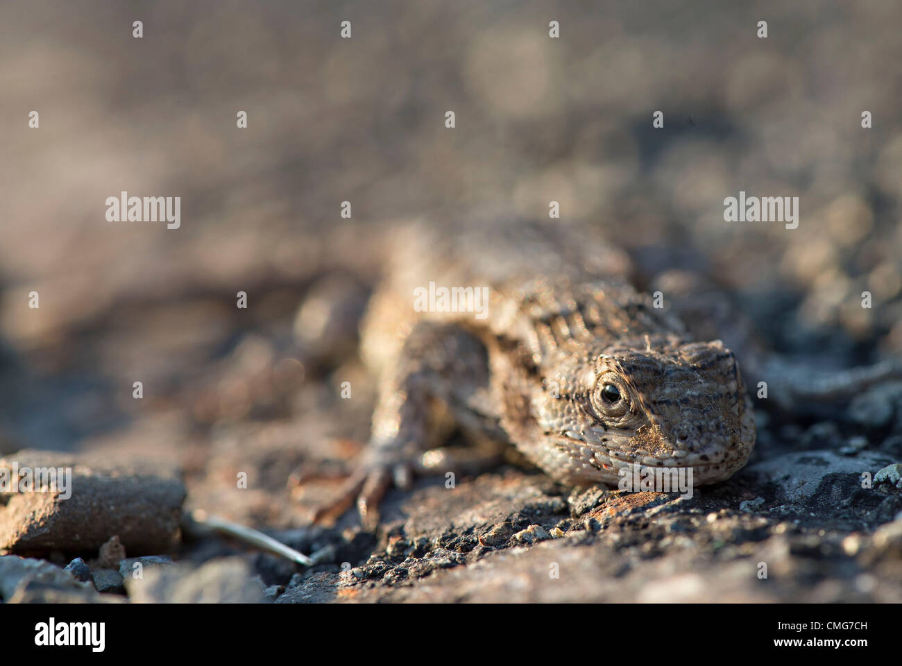 2012 lizards hi-res stock photography and images - Alamy
