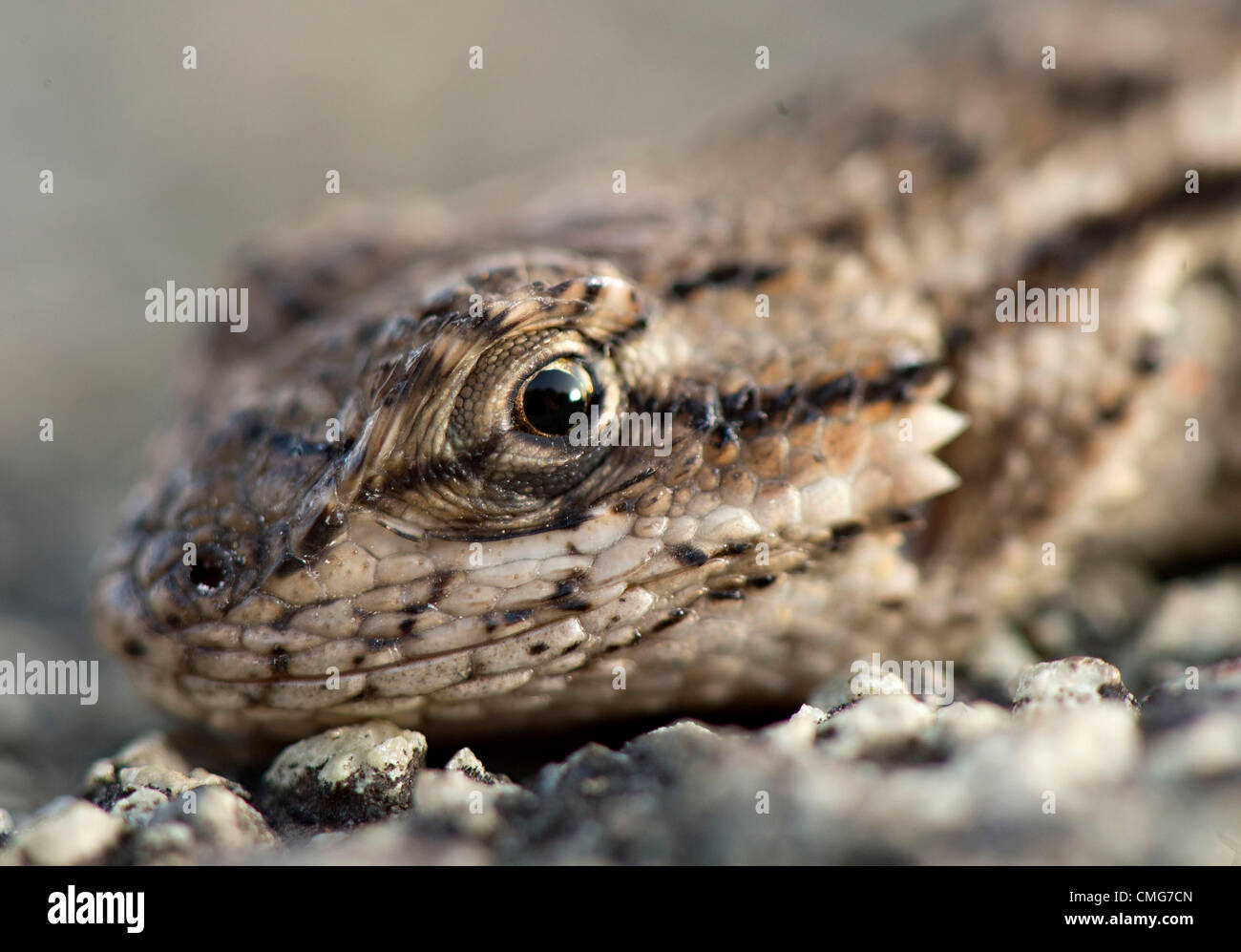 Flat lizards hi-res stock photography and images - Alamy