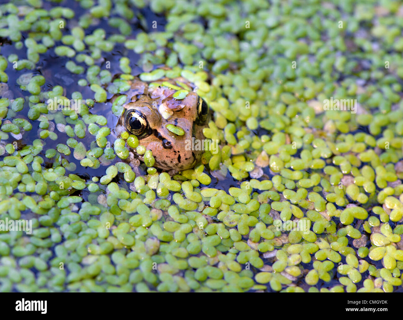 Aug. 8, 2012 - Elkton, Oregon, U.S - A Pacific tree frog swims through ...