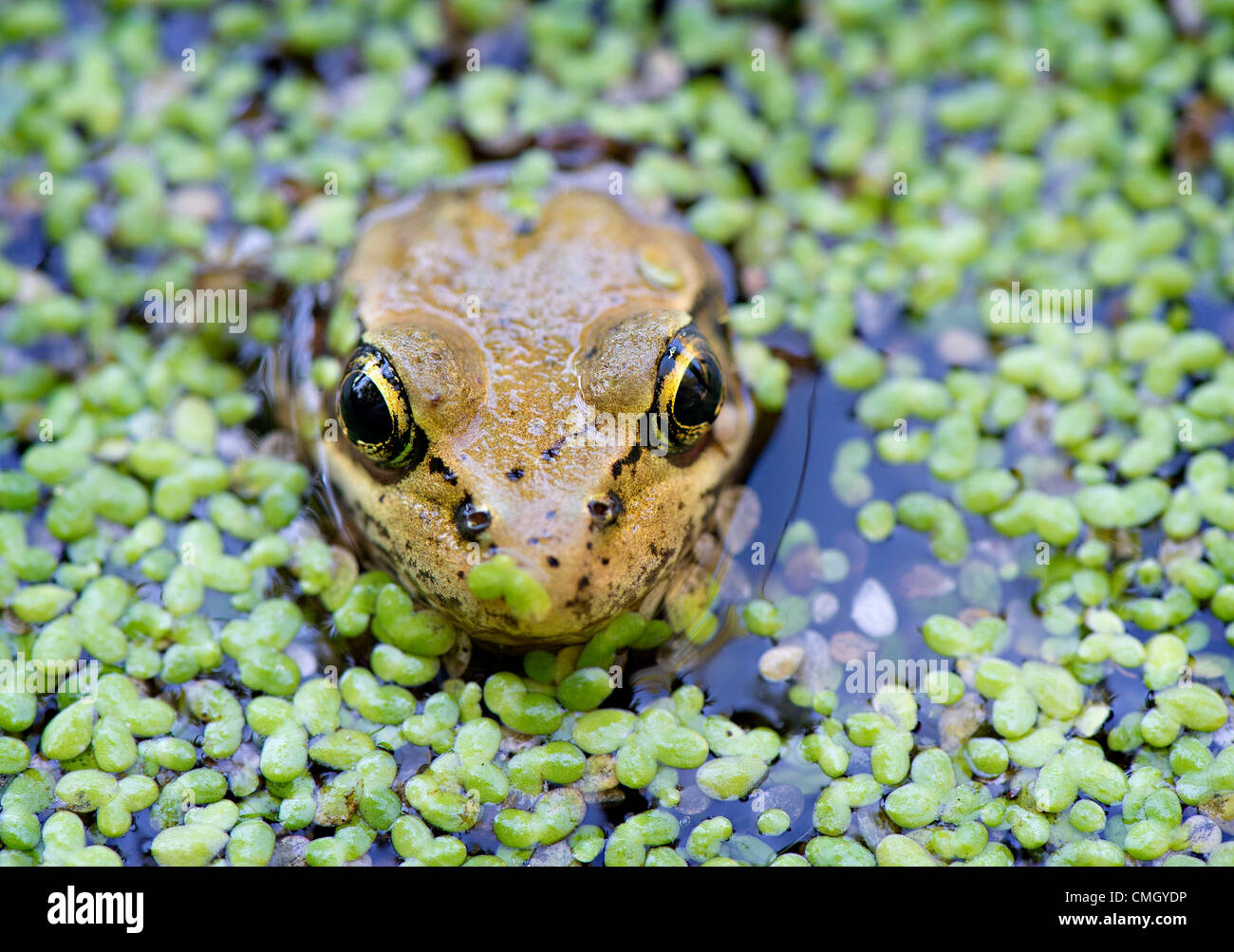 Northern pacific tree frog hi-res stock photography and images - Alamy