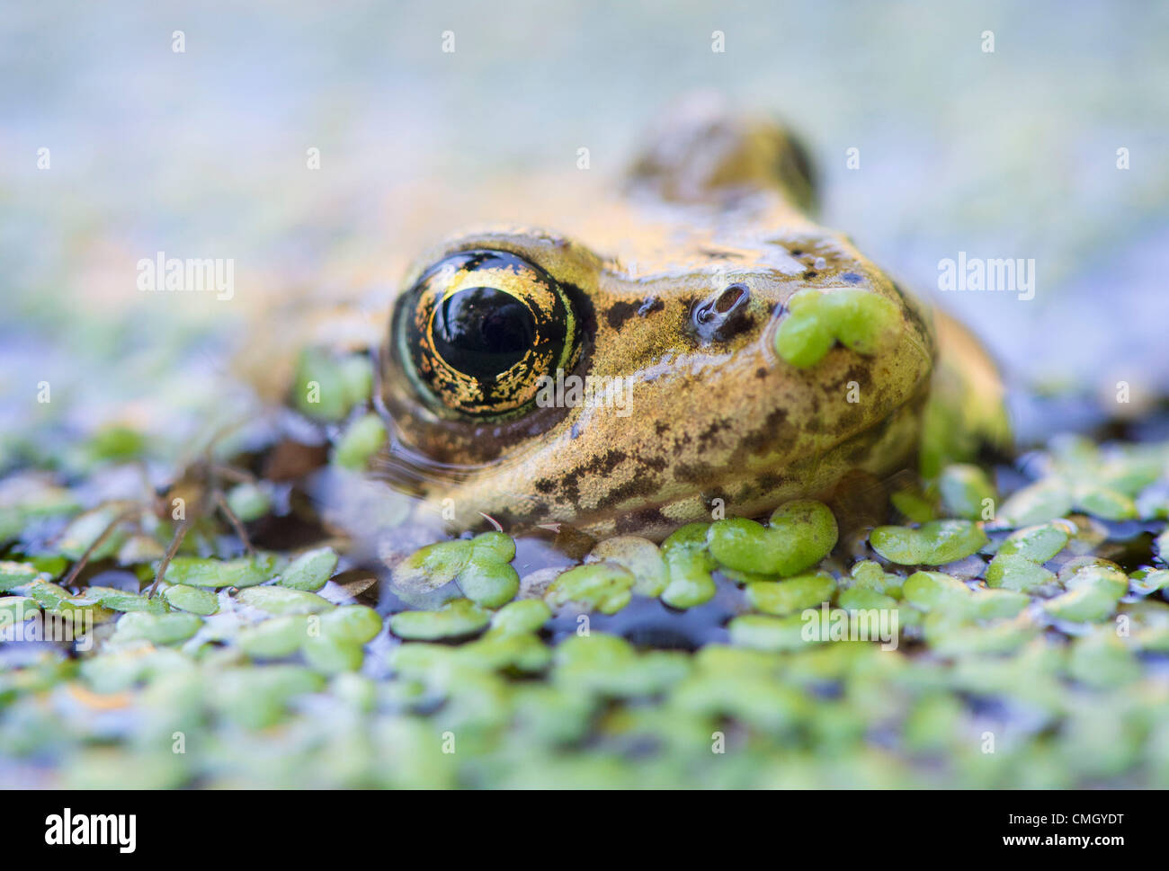 Aug. 8, 2012 - Elkton, Oregon, U.S - A Pacific tree frog swims through ...