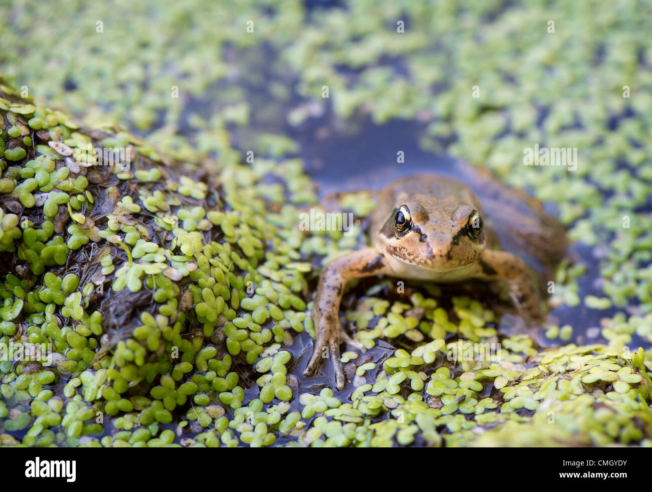 Aug. 8, 2012 - Elkton, Oregon, U.S - A Pacific tree frog swims through ...