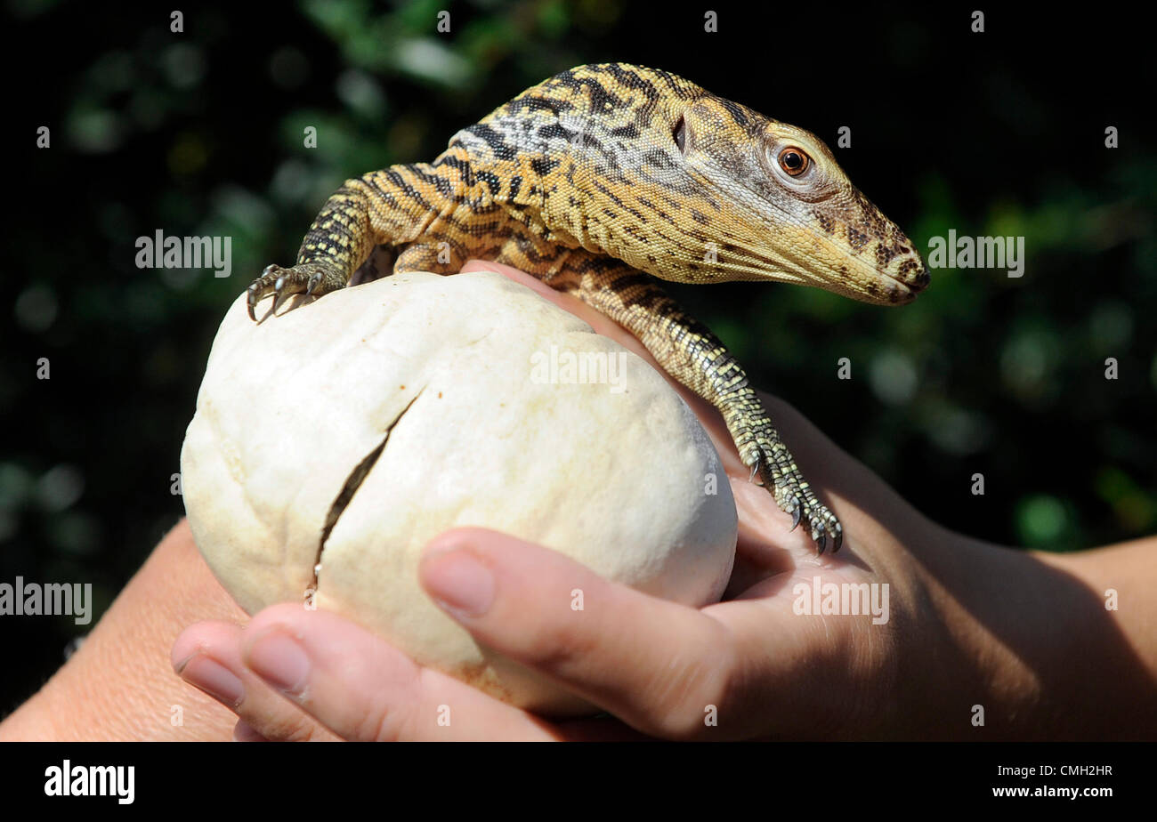 Dragon babies hi-res stock photography and images - Alamy