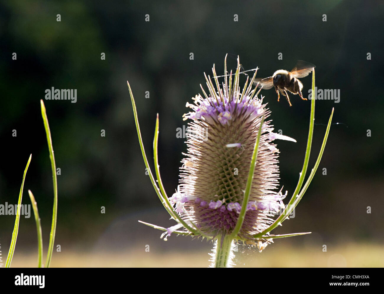 Aug. 9, 2012 - Roseburg, Oregon, U.S - A native bee forages on a ...