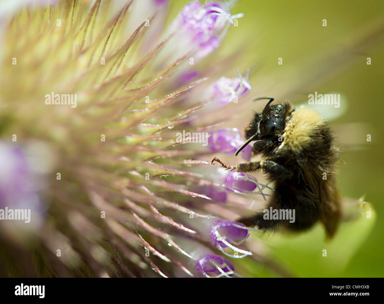 Aug. 9, 2012 - Roseburg, Oregon, U.S - A native bee forages on a ...