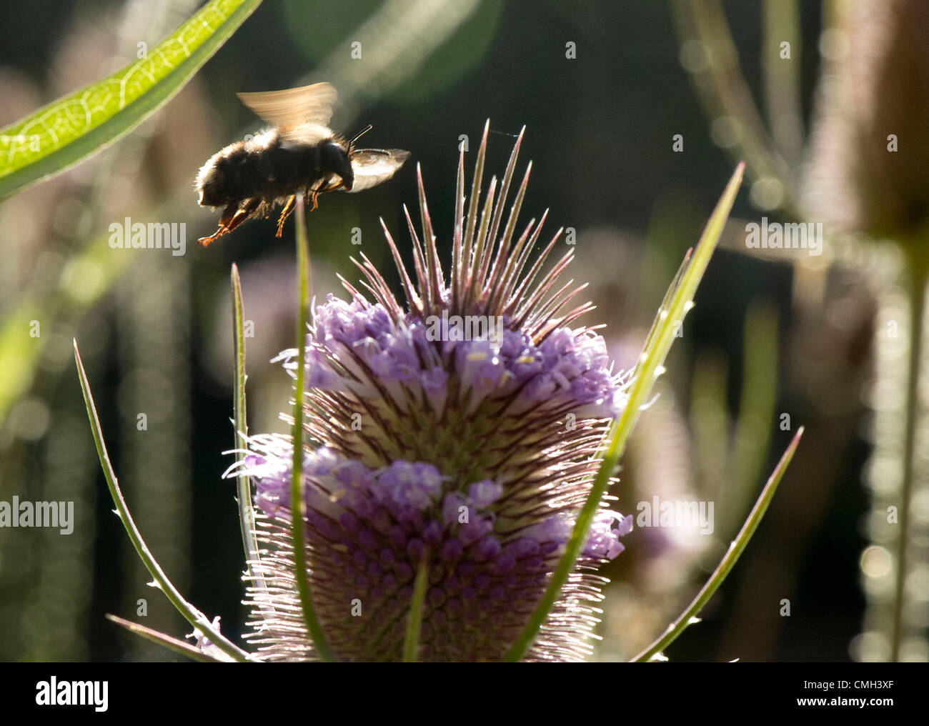 Aug. 9, 2012 - Roseburg, Oregon, U.S - A native bee forages on a ...