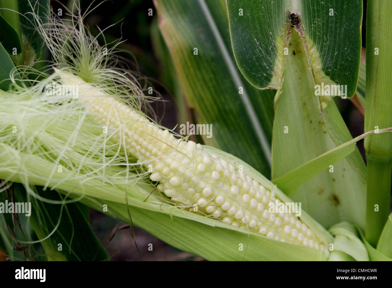 Aug. 10, 2012 - With the worst drought in more than 50 years, the U.S ...