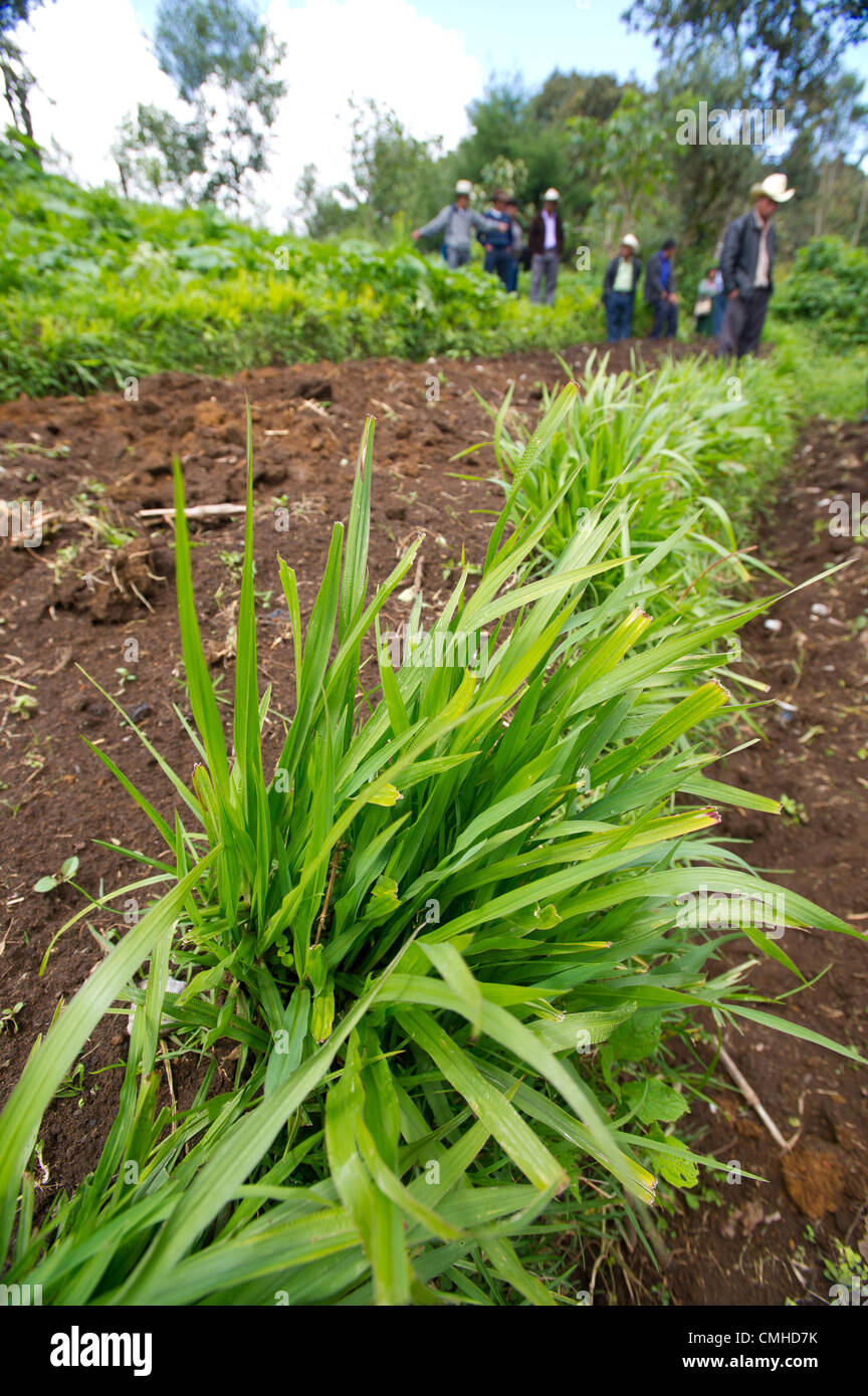 Guatemala grass hi-res stock photography and images - Alamy