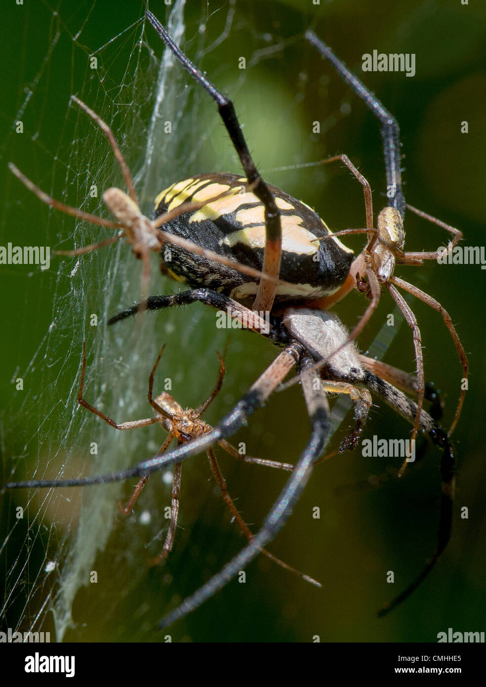 Aug. 11, 2012 - Roseburg, Oregon, U.S - Smaller male black and yellow ...