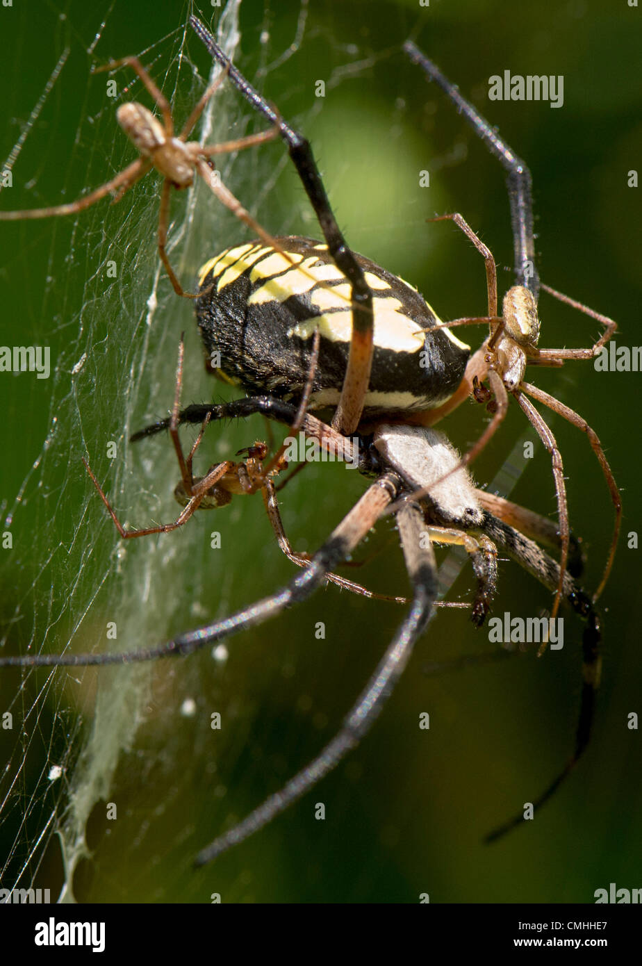 Mating spiders hi-res stock photography and images - Alamy