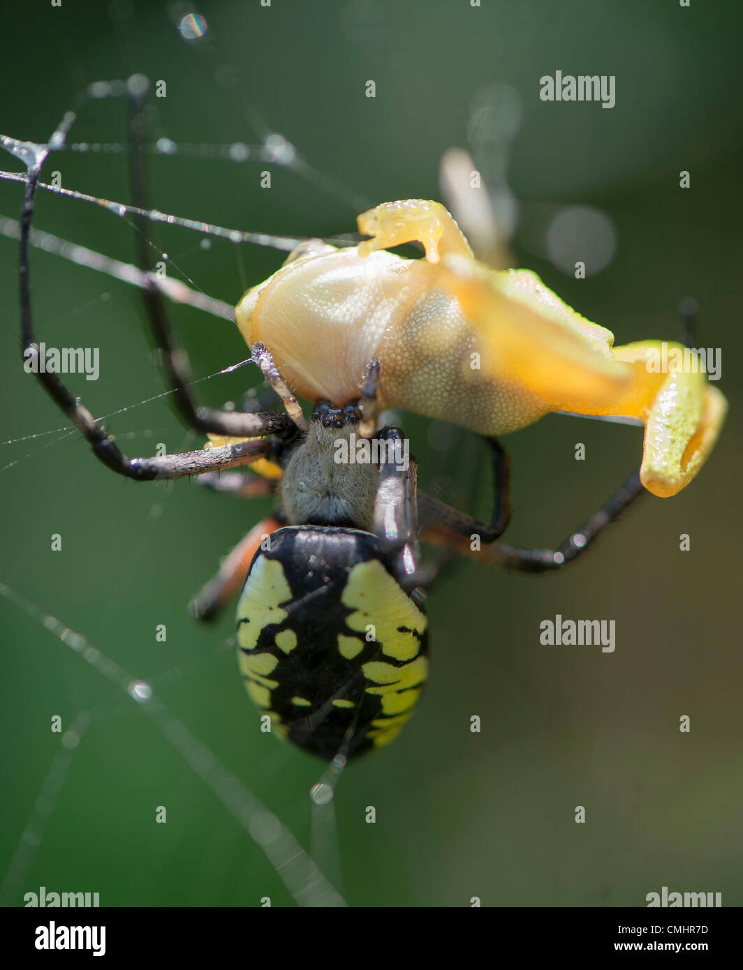 Aug. 12, 2012 - Roseburg, Oregon, U.S - A large black and yellow garden ...