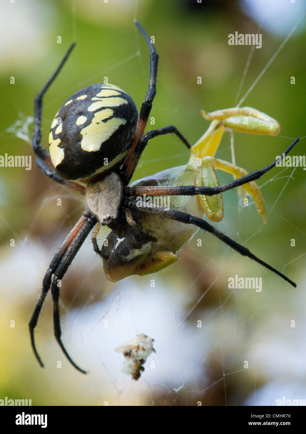 Aug. 12, 2012 - Roseburg, Oregon, U.S - A large black and yellow garden ...