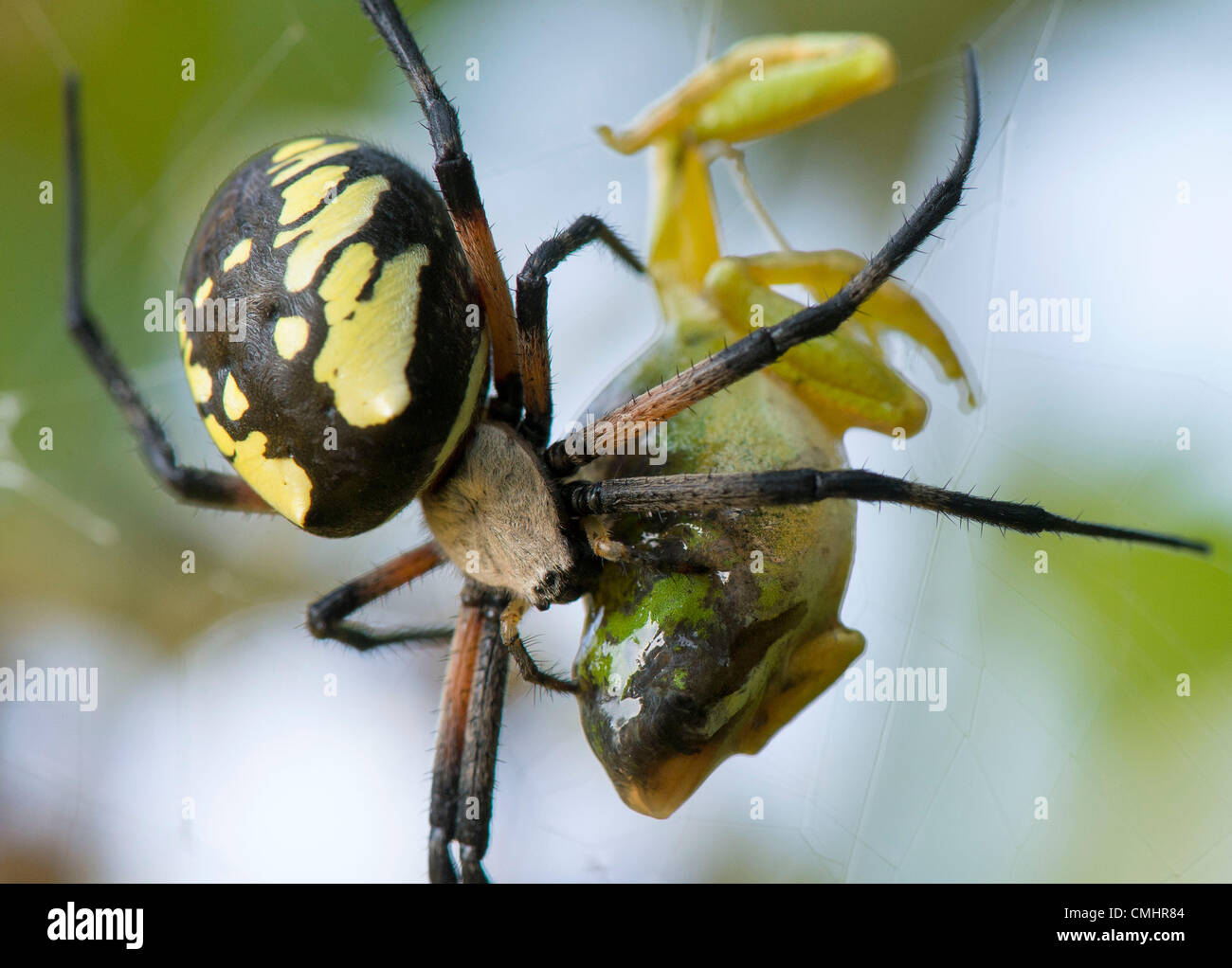 Aug. 12, 2012 - Roseburg, Oregon, U.S - A large black and yellow garden ...