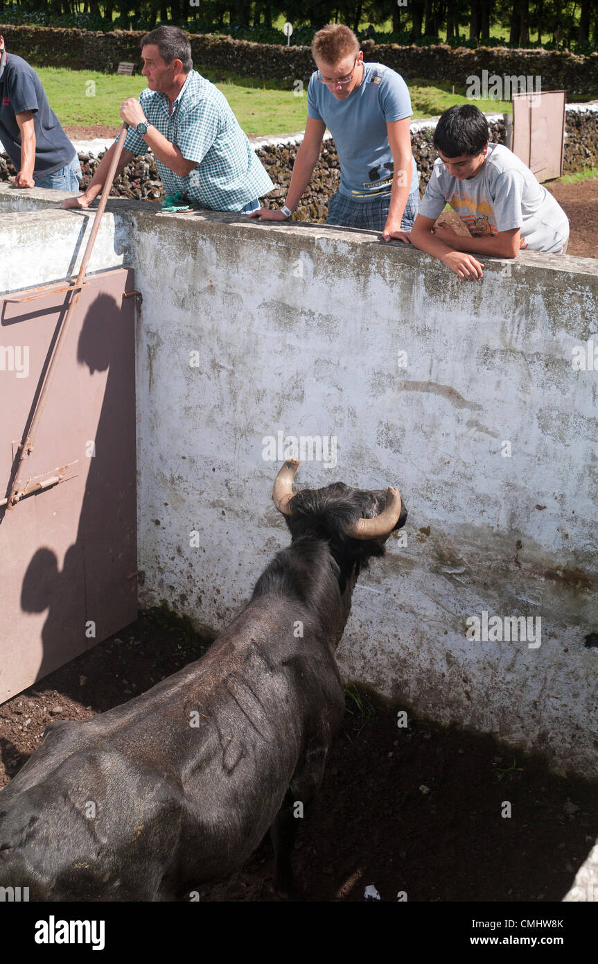 Locals guide bulls into the holding pen as part of traditional ...