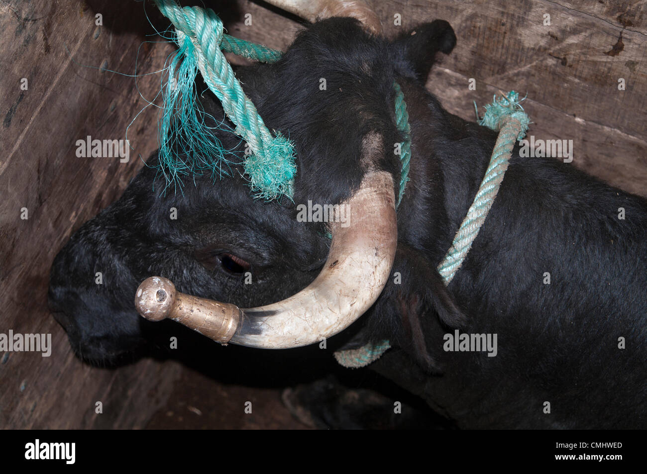 Close‑up of a restrained bull’s head with rope tethered around its horn ...