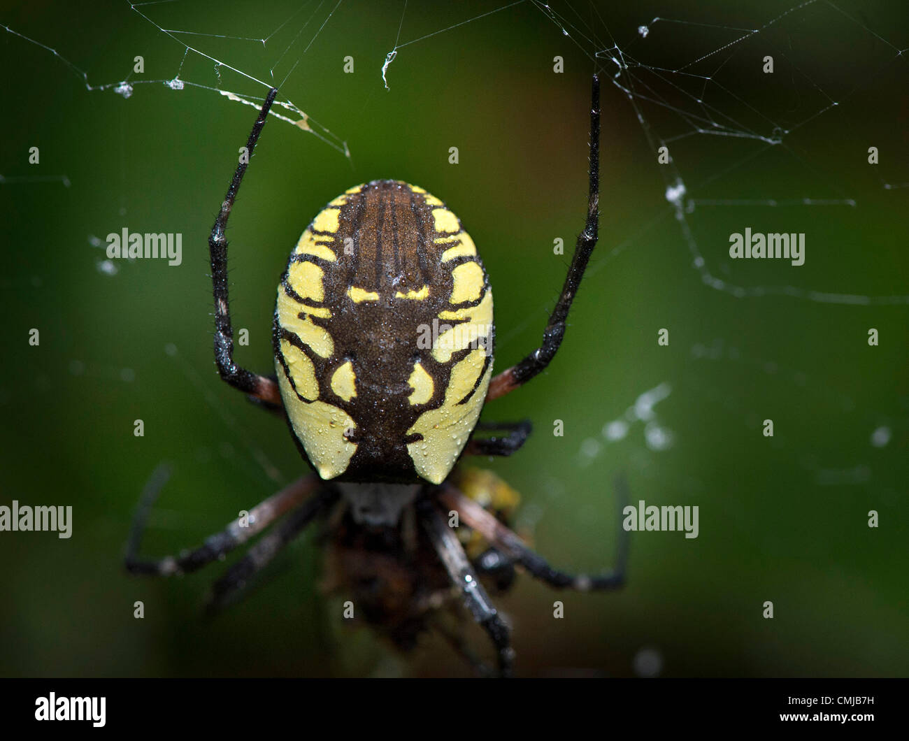 Aug. 15, 2012 - Elkton, Oregon, U.S - The unique pattern on the abdomen ...