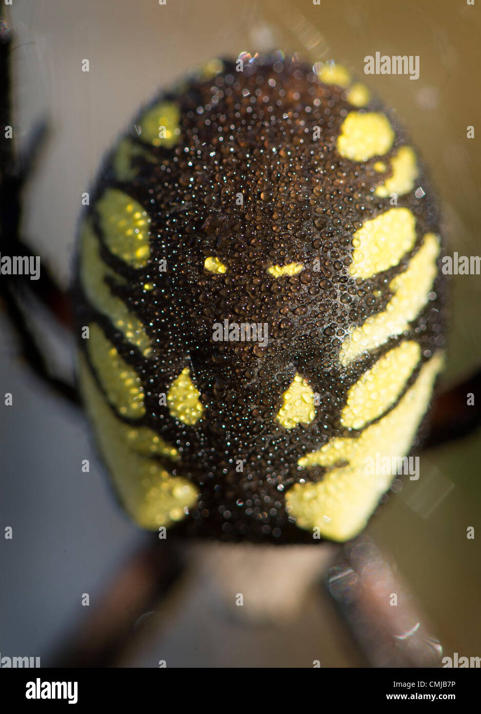 Aug. 15, 2012 - Elkton, Oregon, U.S - The unique pattern on the abdomen ...