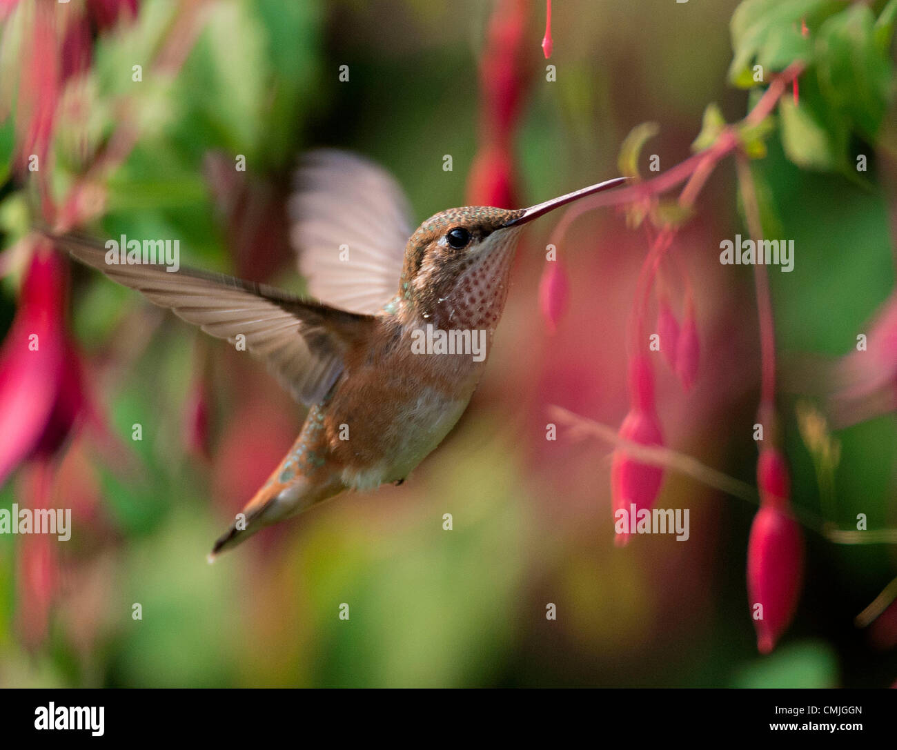 Hummingbird fuschia hi-res stock photography and images - Alamy