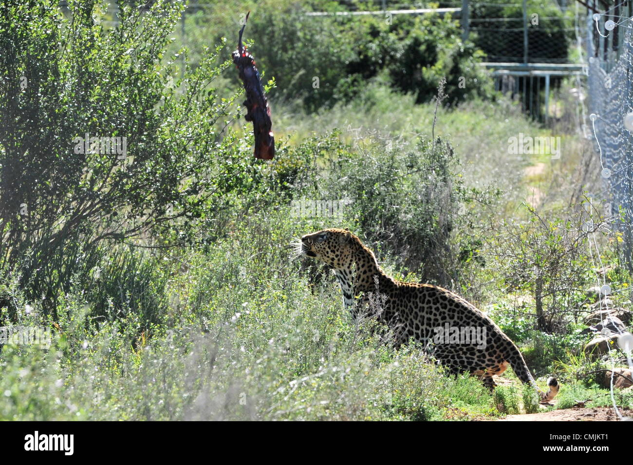 Shamwari game reserve south africa hi-res stock photography and images ...