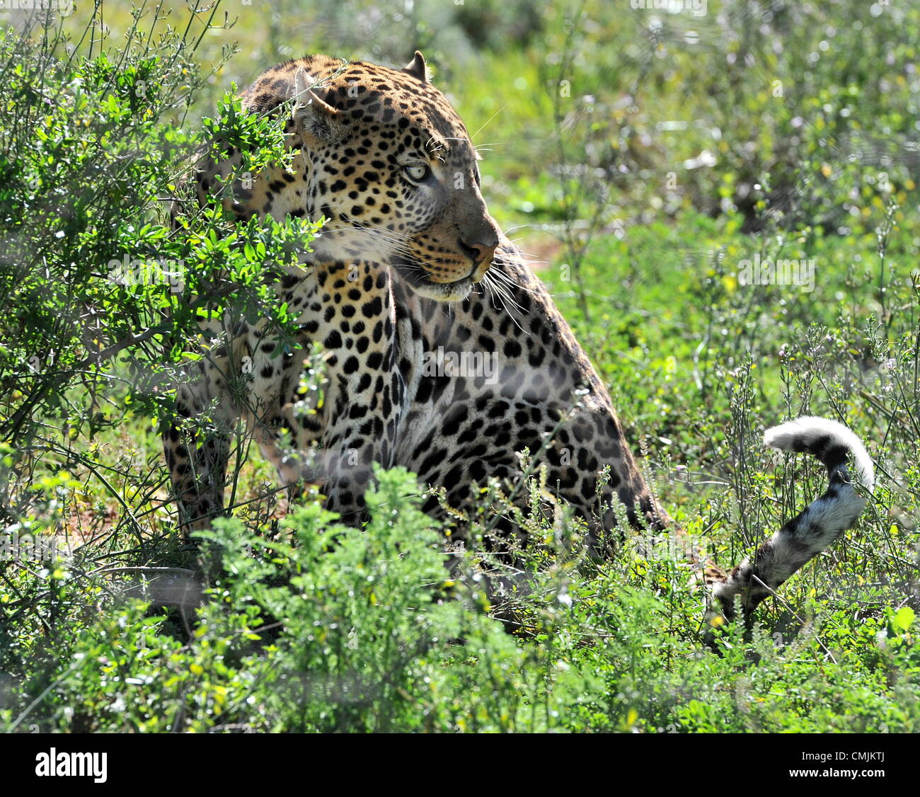 Shamwari game reserve leopard hi-res stock photography and images - Alamy