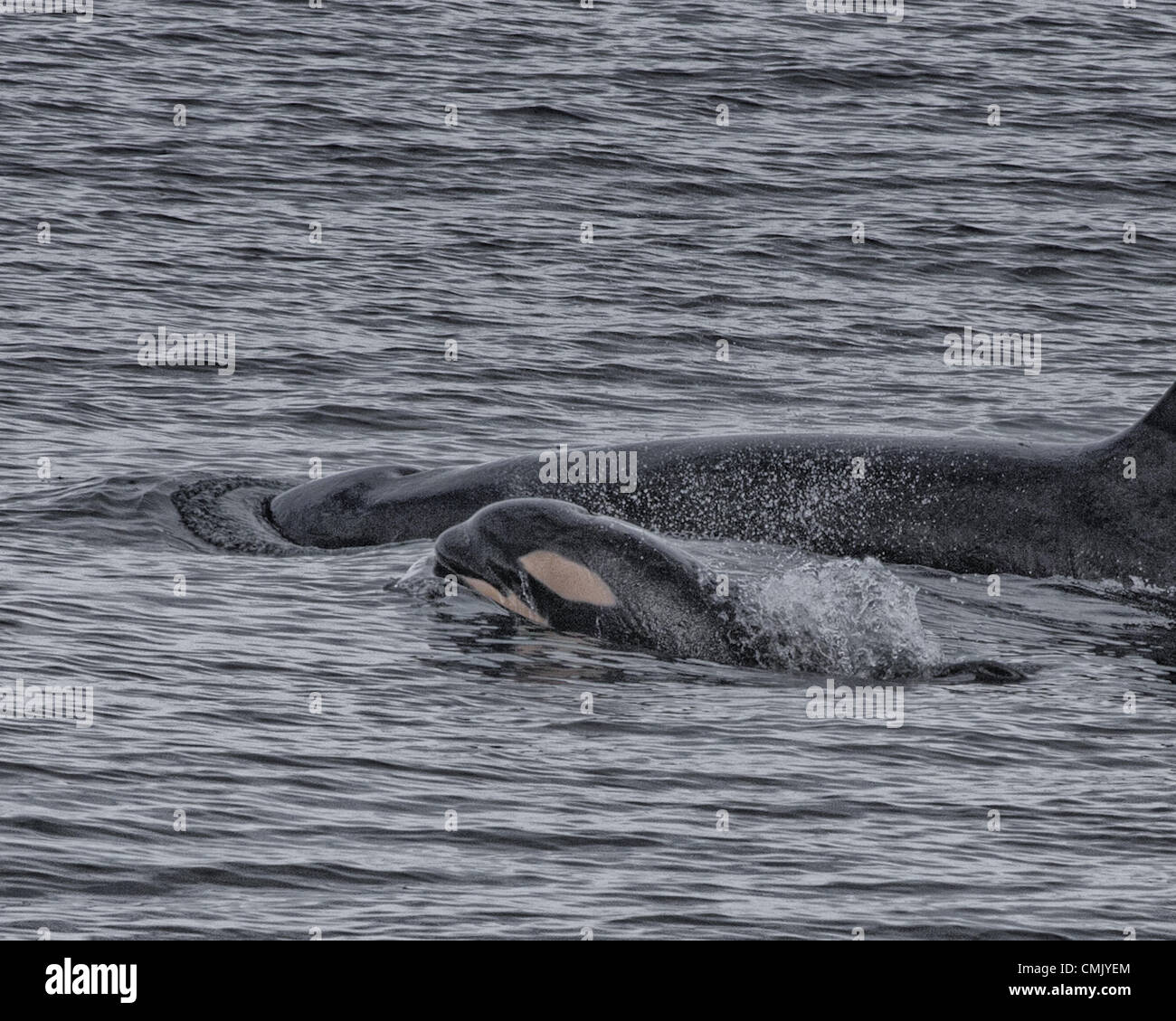 Triangular dorsal fin hi-res stock photography and images - Alamy