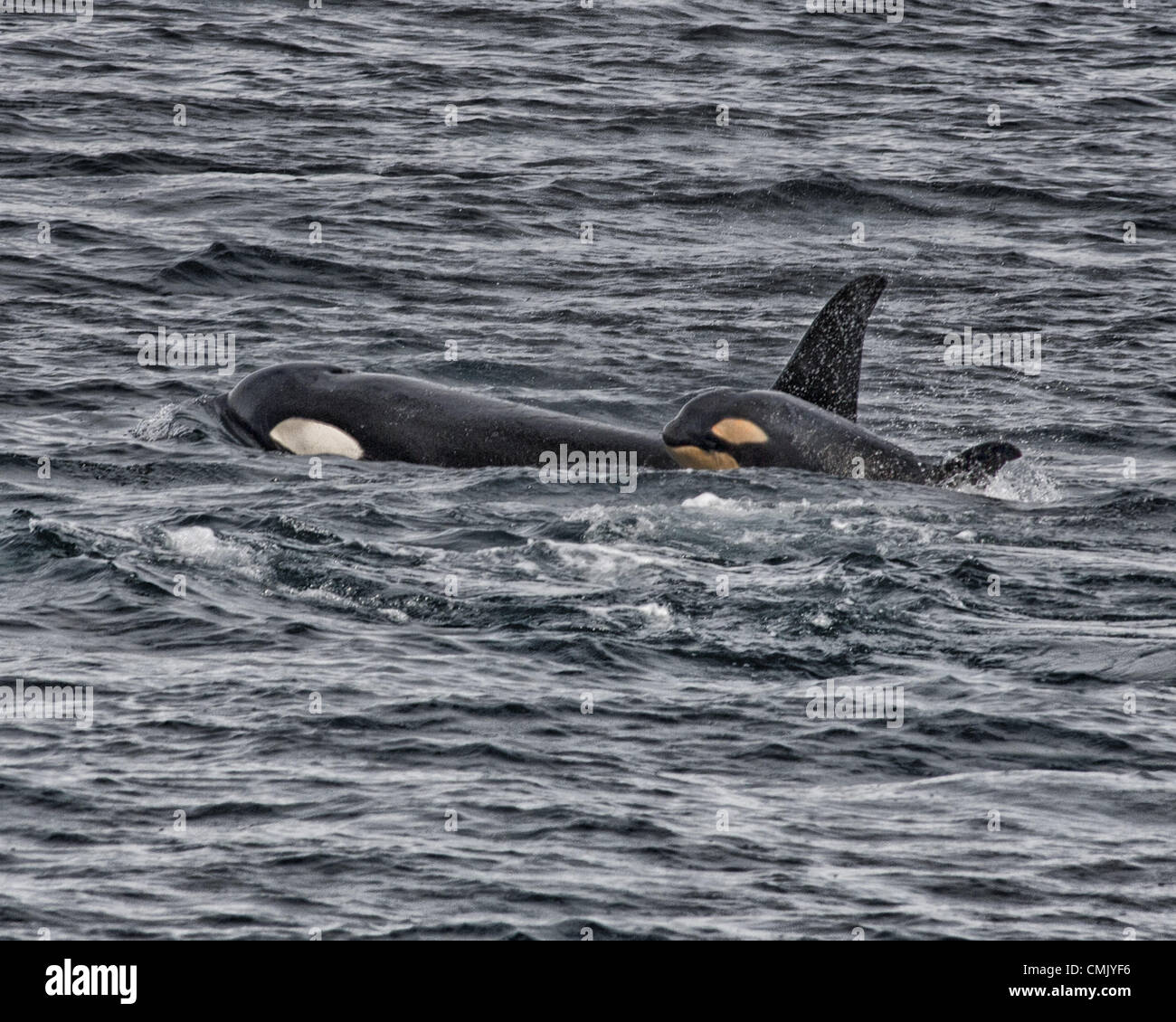 July 1, 2012 - Alaska, US - A young Orca calf, swims next to an adult ...