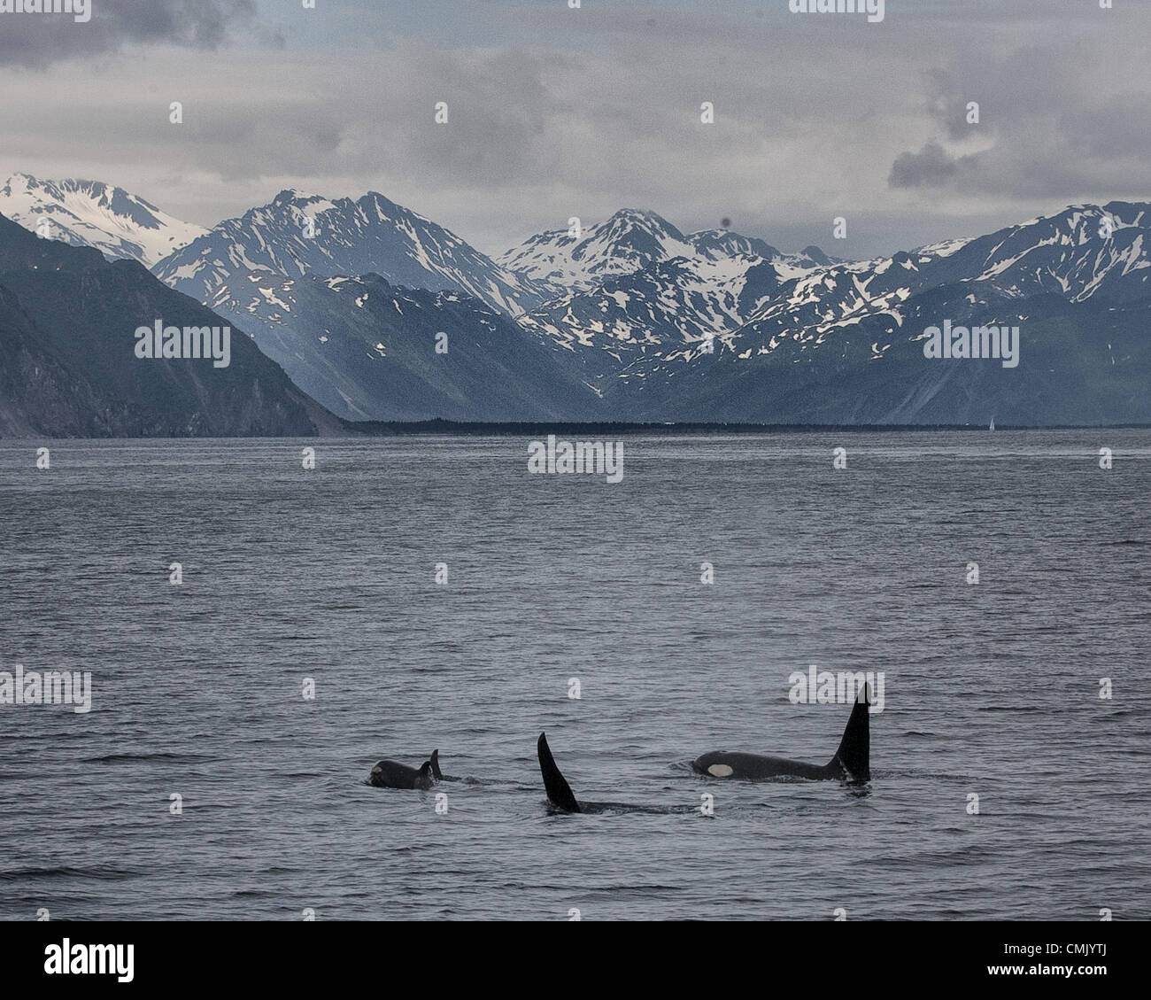 July 1, 2012 - Alaska, US - Part of a pod of Orca Whales (Orcinus Orca ...