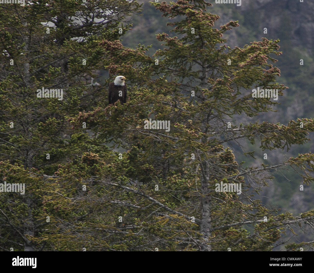 July 1, 2012 - Alaska, US - A Bald Eagle (Haliaeetus leucocephalus alascanus), the national bird ...