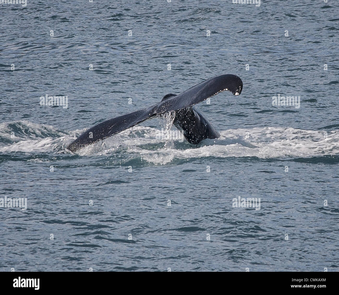 Humpback whale megaptera novaeangliae lifts hi-res stock photography ...