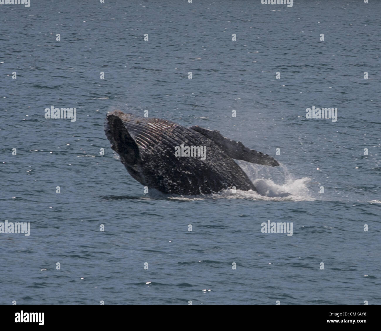 Humpback whale flippers hi-res stock photography and images - Alamy