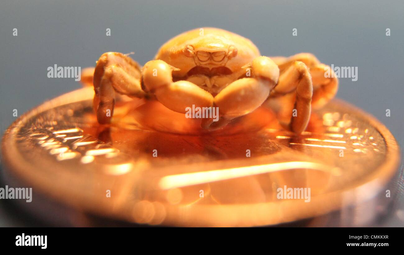 Pea crab hi-res stock photography and images - Alamy