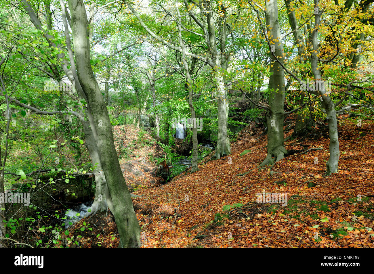 Lumsdale Valley, Derbyshire, UK. 3rd Nov, 2013. A wooded gorge of ...
