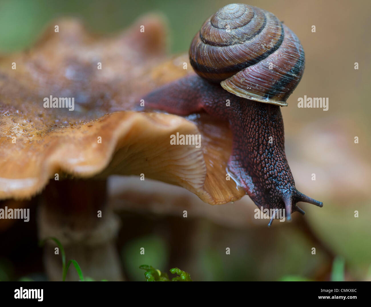 Elkton, Oregon, USA. 3rd Nov, 2013. A Pacific sideband snail inches ...