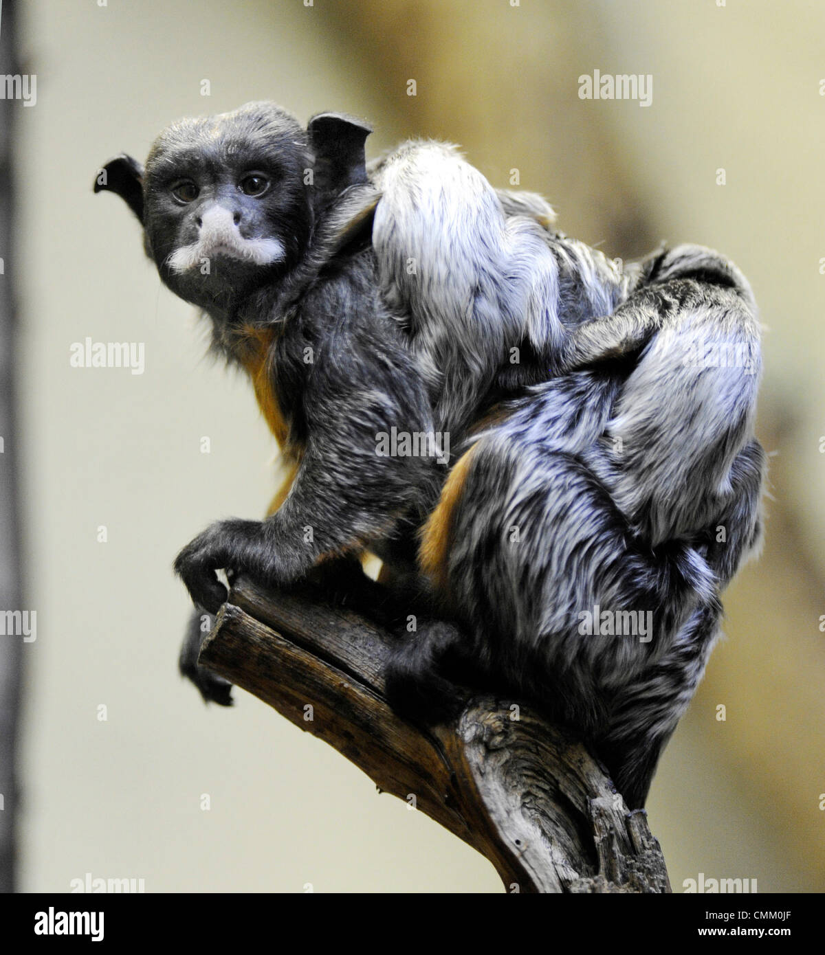 Usti nad Labem, Czech Republic. 4th Nov, 2013. Twin offspring Red ...