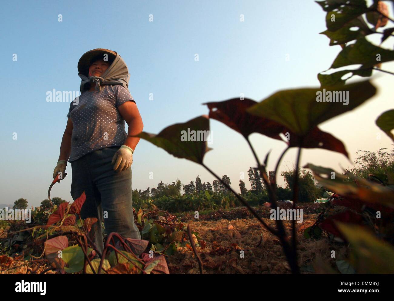 Nansha, GUANGDONG PROVINCE, CHINA, . 6th Nov, 2013. A Southern Chinese ...