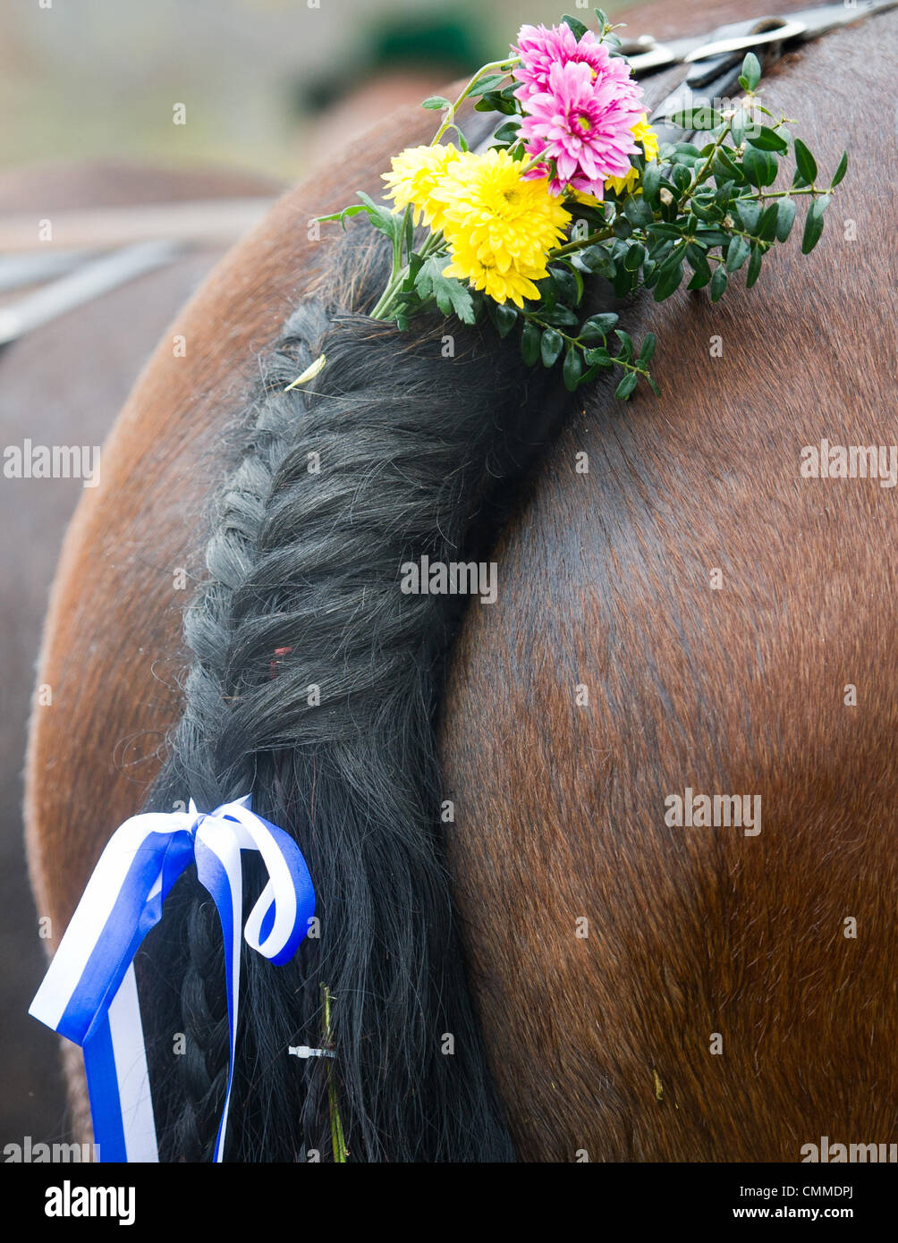 Blumen foto hi-res stock photography and images - Alamy