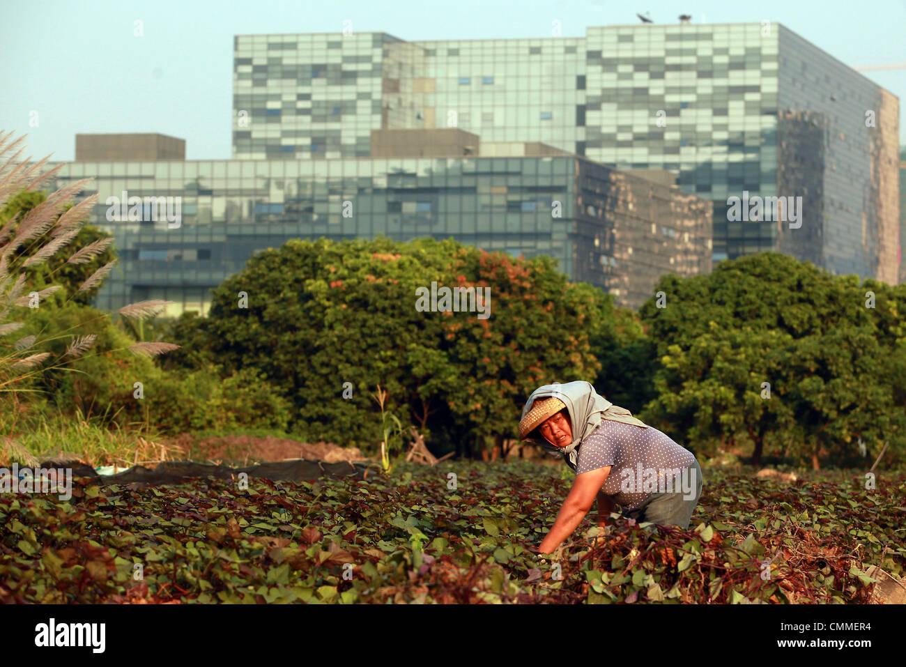 Nansha, Guangdong Province, China. 23rd Oct, 2013. A Southern Chinese ...