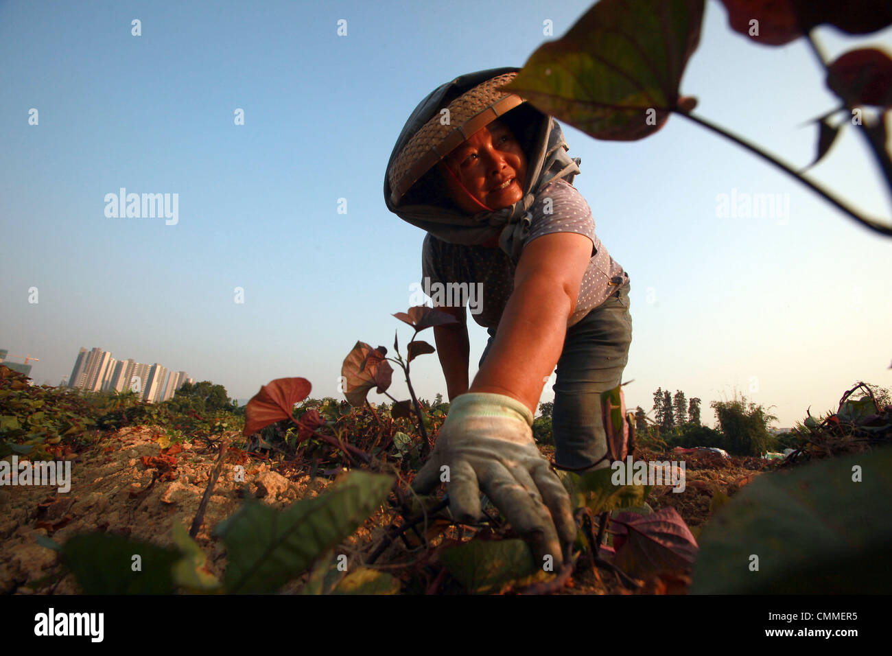 Nansha, Guangdong Province, China. 23rd Oct, 2013. A Southern Chinese ...
