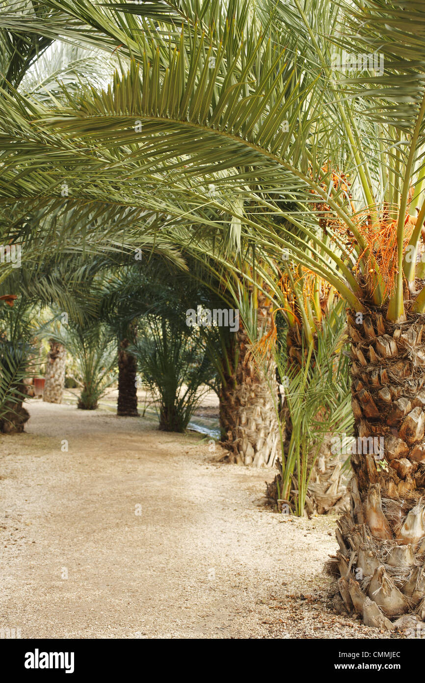 Palm grove hi-res stock photography and images - Alamy
