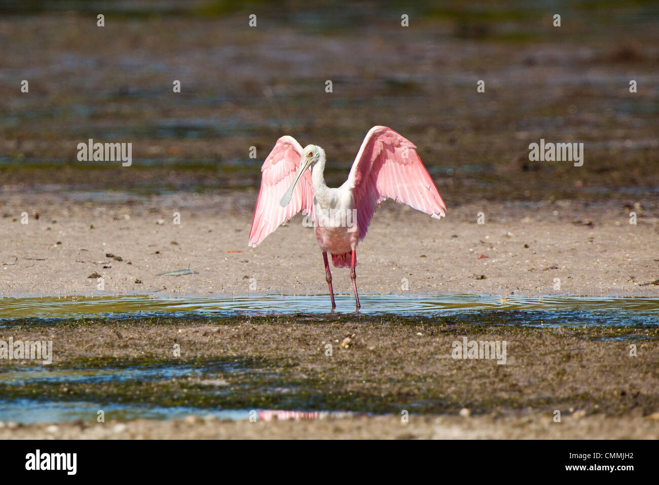 Roseate spoonbill ajaia ajaia red spoonbill hi-res stock photography ...
