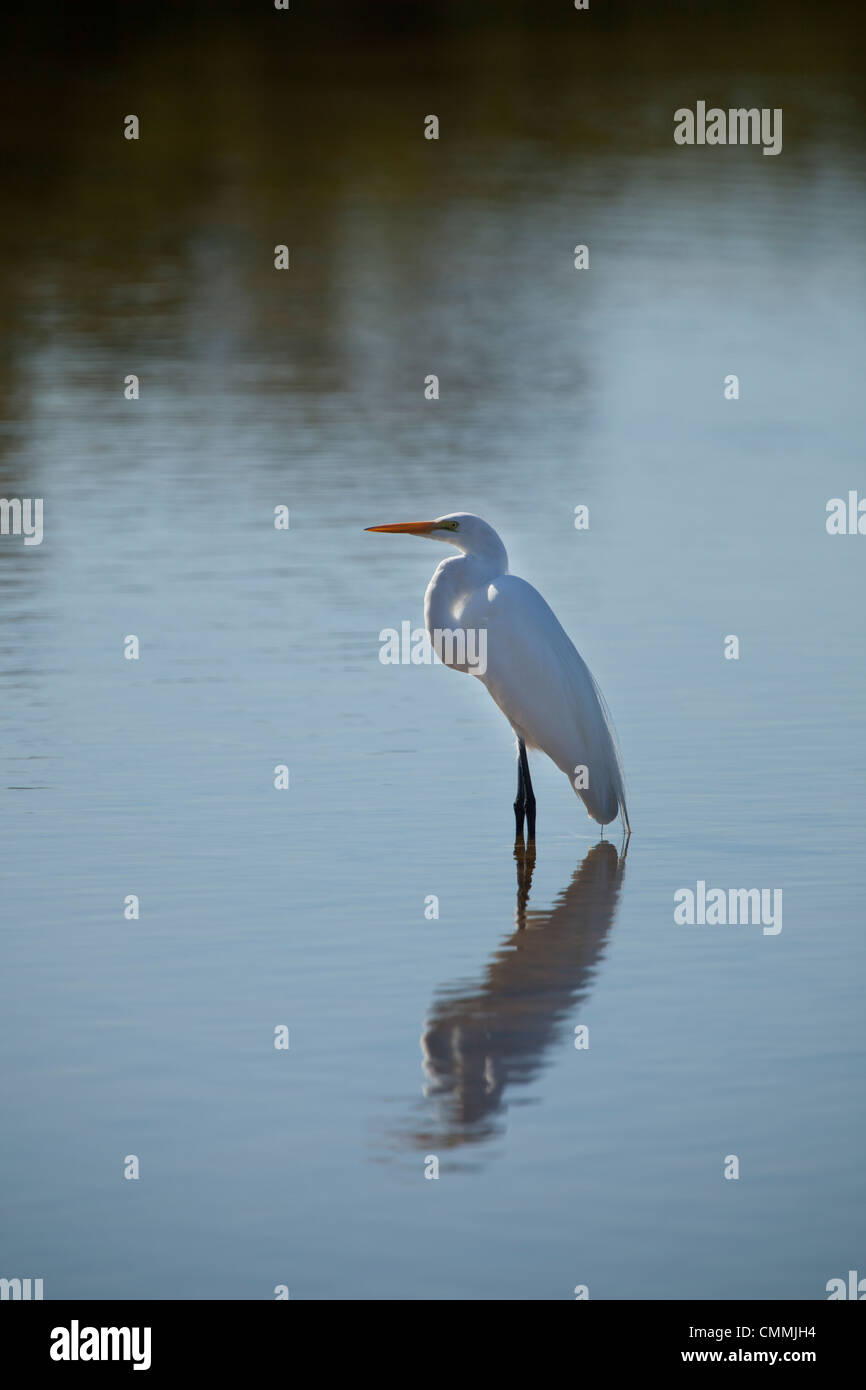 Single great egret in profile hi-res stock photography and images - Alamy