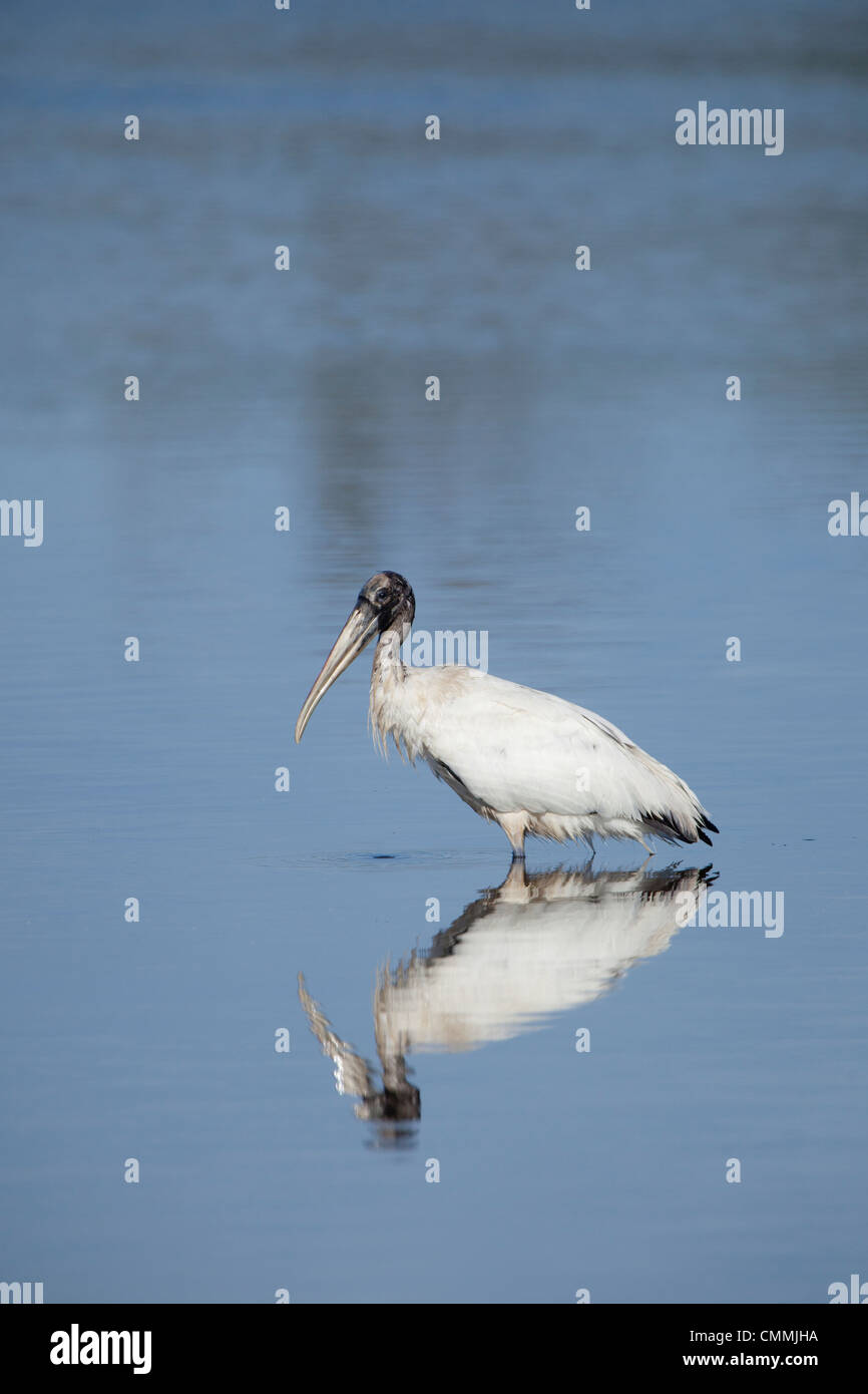 Wood Stork wading in calm water with a reflection Stock Photo - Alamy